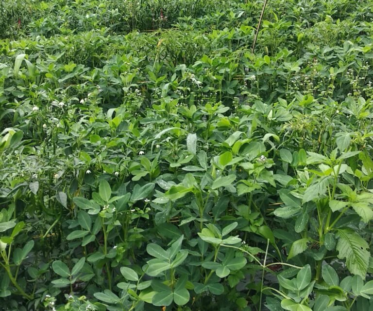 Kacang Tanah Besar dan Padat dengan Biosaka - alamorganik.com