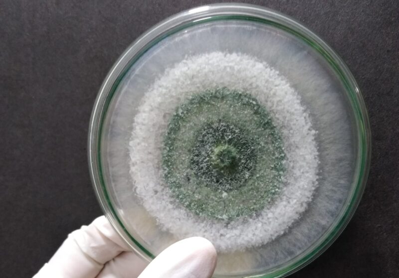 Mengembangbiakkan Trichoderma
